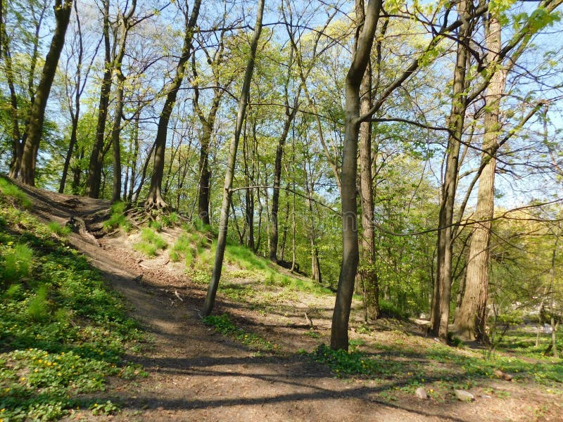 Beautiful Spring Landscape Trees Growing in the City Park Stock Photo ...