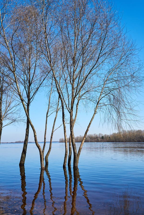 Beautiful Spring Landscape. Trees are in the Water Stock Image - Image ...