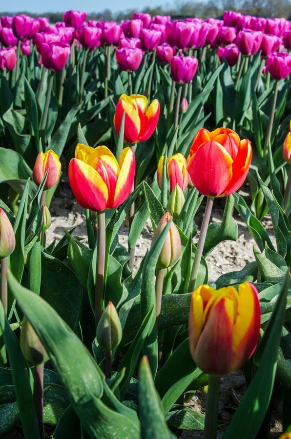 Beautiful Spring Landscape with Tulips in the Fields of Holland Stock ...