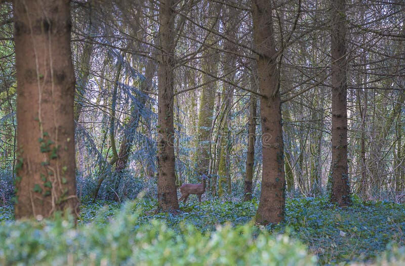 Beautiful Spring Landscape: Young Deer in the Spring Forest Stock Image ...