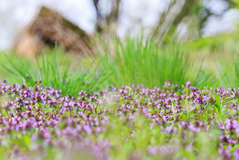 Beautiful Spring Lawn and Spring Flowers Stock Photo - Image of clouds ...