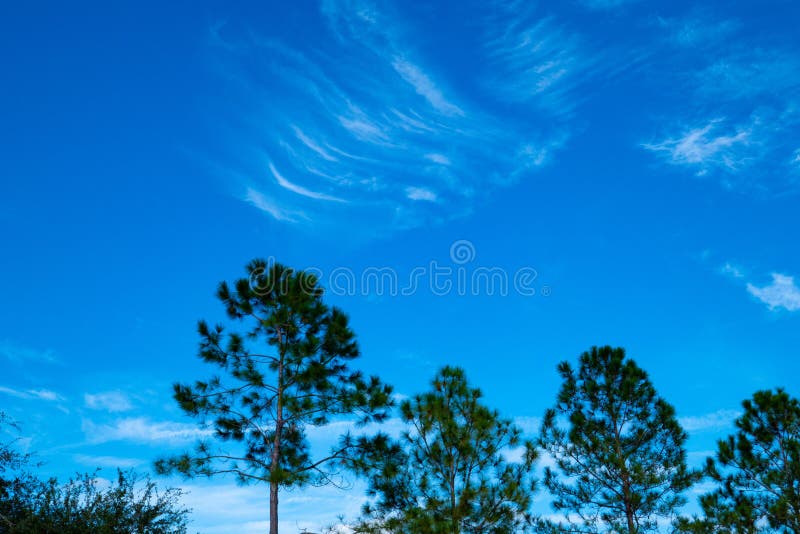 The Tall Pine Tree Leaf in Spring in Florida Stock Image - Image of ...