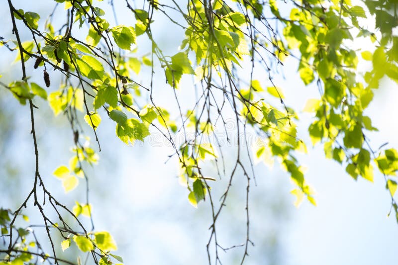 Beautiful Spring Leaves with Bokeh Lights Stock Image - Image of ...
