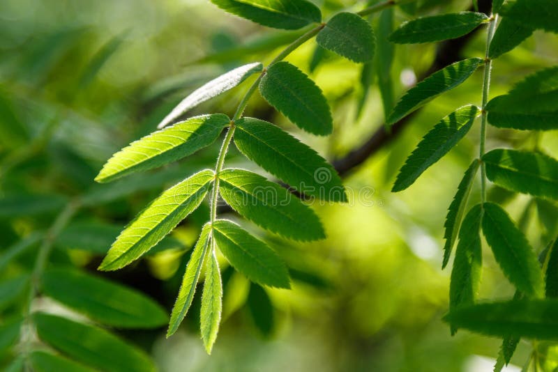 Beautiful Spring Leaves of Trees in the Sun`s Rays Macro Stock Photo ...