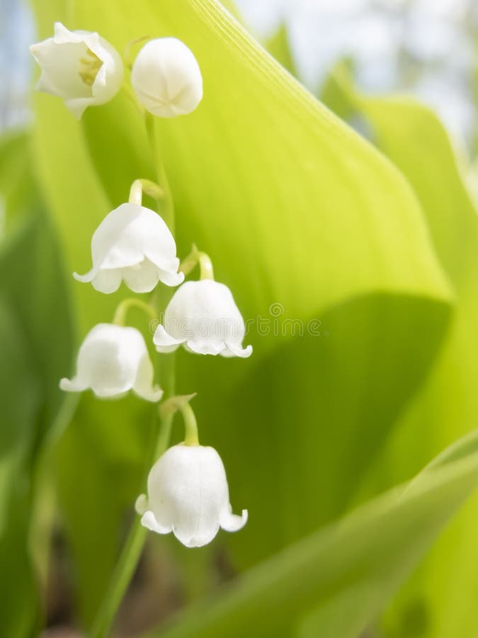 Beautiful Spring Lilies stock image. Image of freshness - 182987351