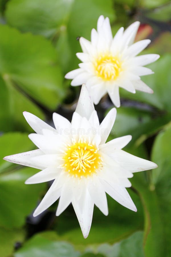Beautiful spring Lotus stock image. Image of bloom, blurred - 41790359