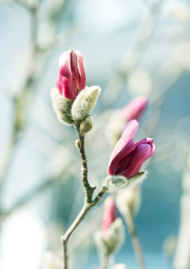 Beautiful spring magnolia stock image. Image of macro - 19310327