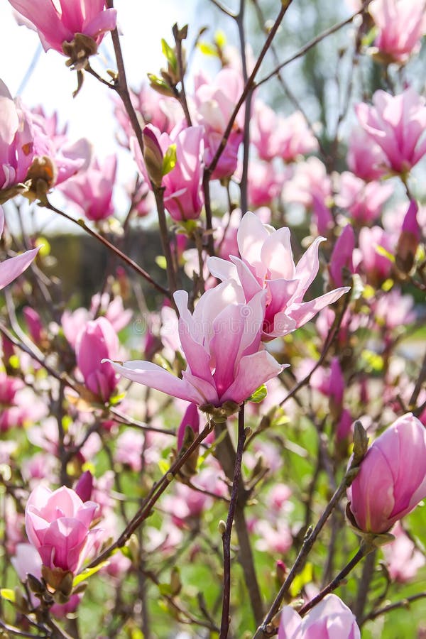 Beautiful Spring Magnolia Tree Blossom in Park Stock Image - Image of ...