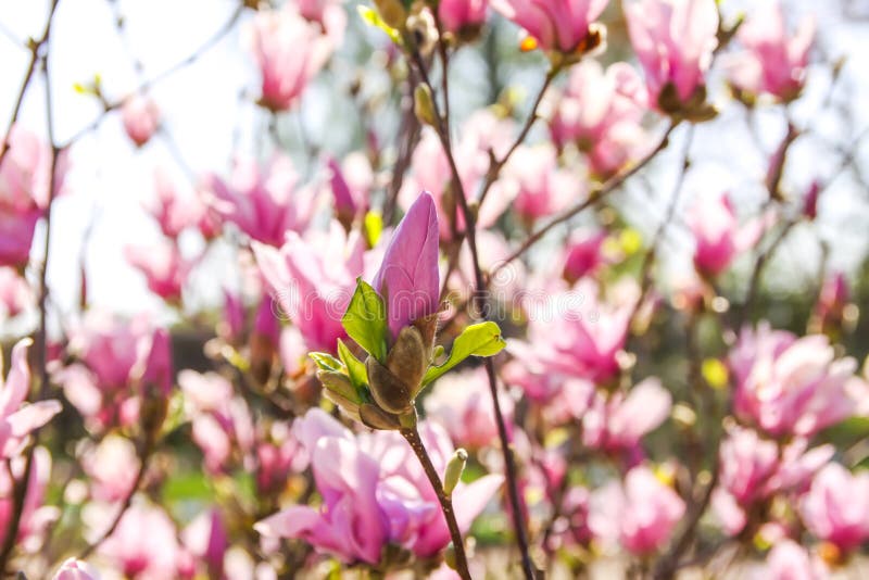 Beautiful Spring Magnolia Tree Blossom in Park Stock Photo - Image of ...