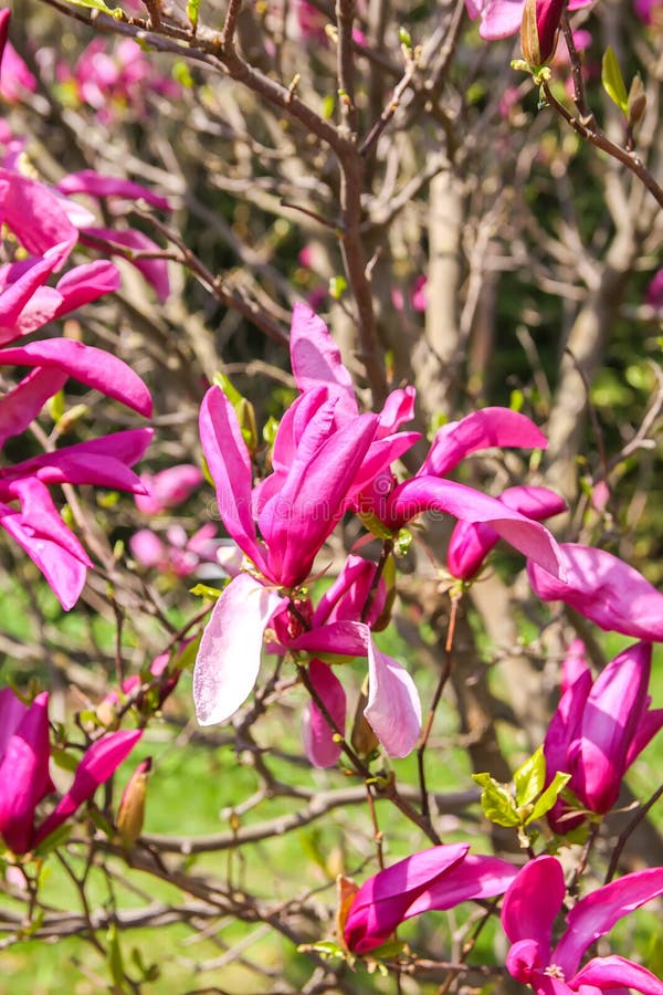 Beautiful Spring Magnolia Tree Blossom in Park Stock Image - Image of ...