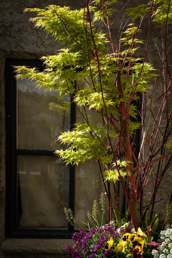 Beautiful Spring Maple Tree and Beautiful Flowers in Front of a Window ...