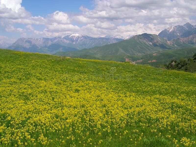 Beautiful spring meadow stock image. Image of afield - 12659521
