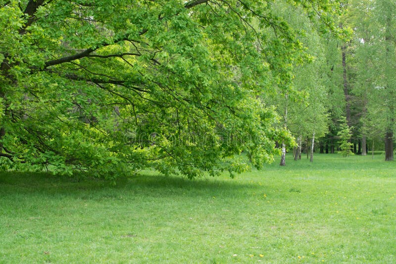 Beautiful Spring Meadow stock image. Image of holidays - 116284201