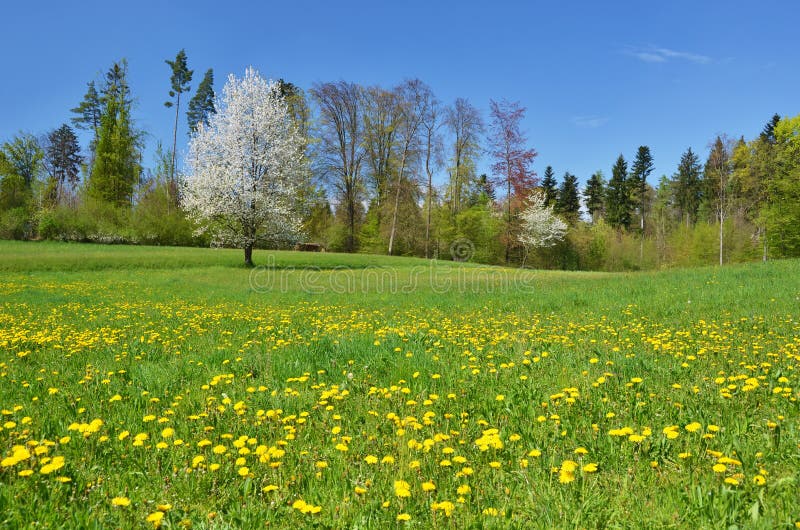 Beautiful spring meadow stock photo. Image of meal, season - 39750746