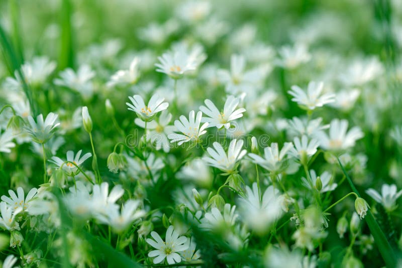 Beautiful spring meadow stock photo. Image of beautiful - 90156020
