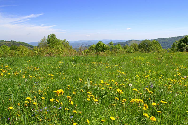 Beautiful spring meadow stock image. Image of blooming - 60403769