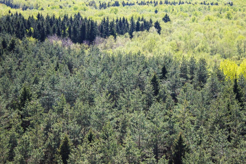 Beautiful Spring Mixed Spruce Forest from High Angle View Stock ...