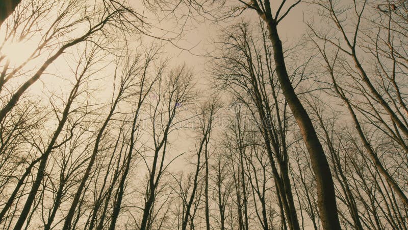 Beautiful Spring Morning in Forest. Moving in Spring Forest. Gimbal ...