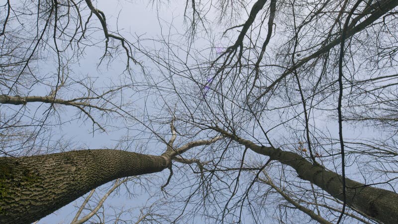 Beautiful Spring Morning in Forest. Moving in Spring Forest. Gimbal ...