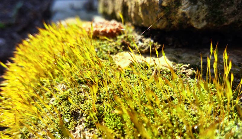 Beautiful Spring Moss on Ancient Wall Stock Photo - Image of lichen ...