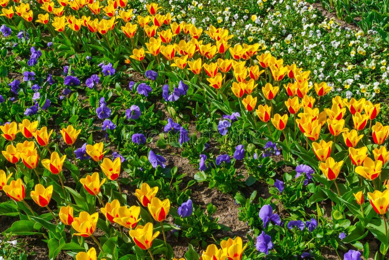 Beautiful Spring , Multi-colored Tulips Planted in the City Park Stock ...