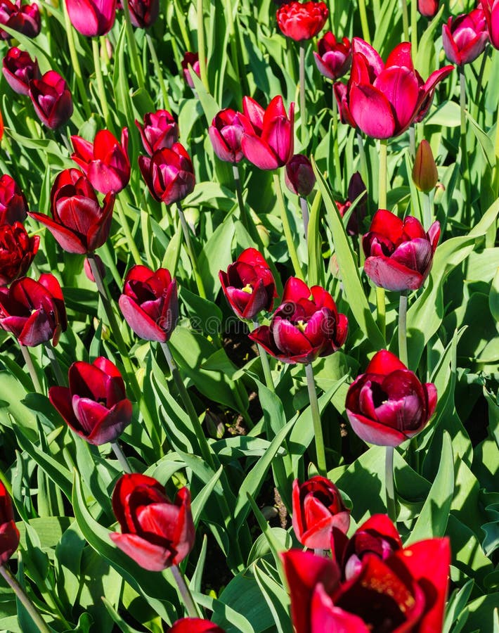 Beautiful Spring , Multi-colored Tulips Planted in the City Park Stock ...