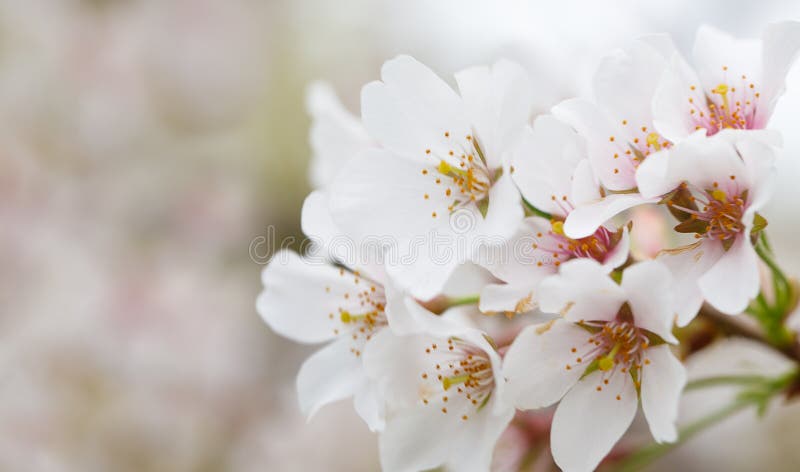 1,506,119 Beautiful Spring Nature Background White Flower Stock Photos ...