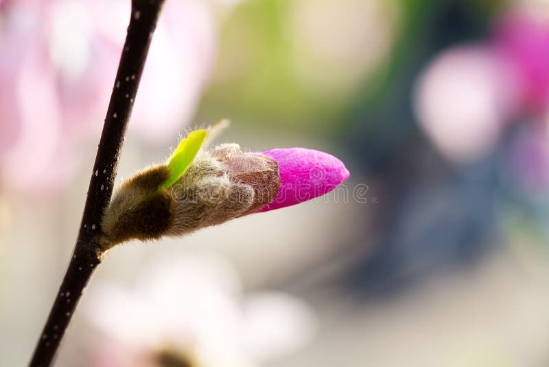 Beautiful spring nature stock photo. Image of garden - 30996642