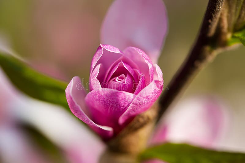 Beautiful spring nature stock image. Image of garden - 30996643