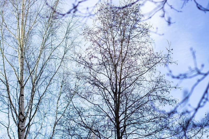 Trees in Early Spring, Branches without Leaves Stock Photo - Image of ...