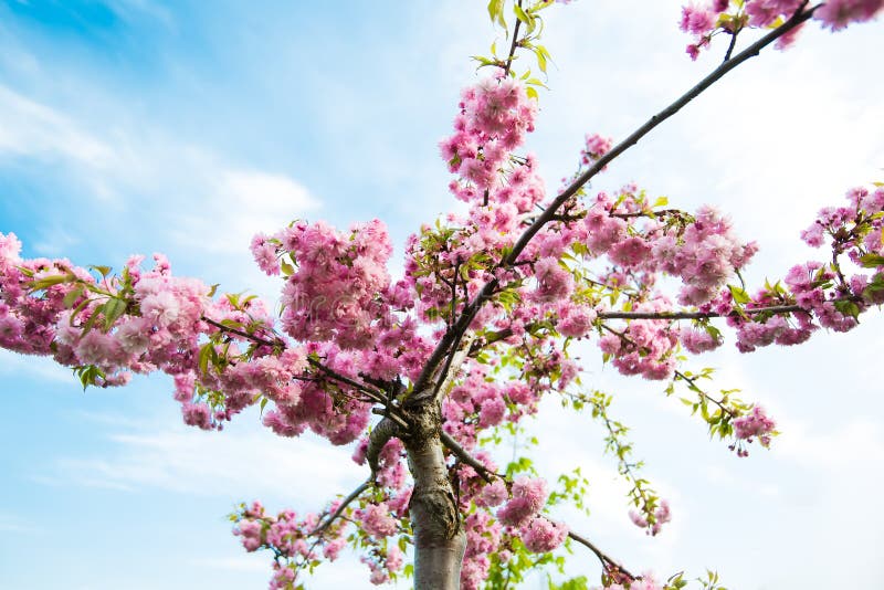 Beautiful spring nature stock photo. Image of spring - 30996646