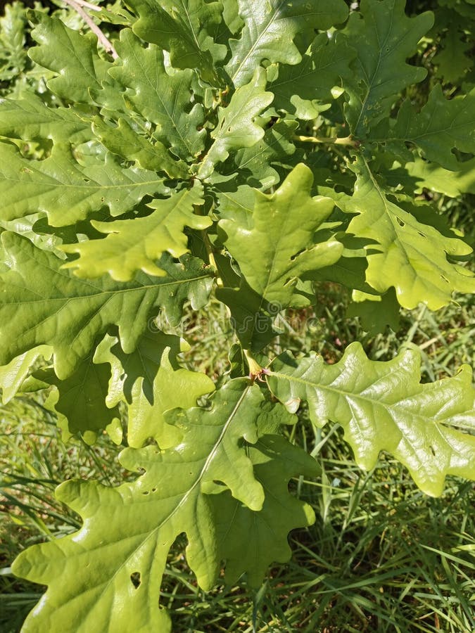 Beautiful Spring Oak Leaf in a Forest of Cantabria Stock Photo - Image ...