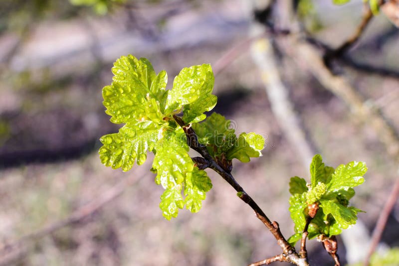 The Beautiful Spring Oak Tree Branch with Rain Drops, Background Stock ...