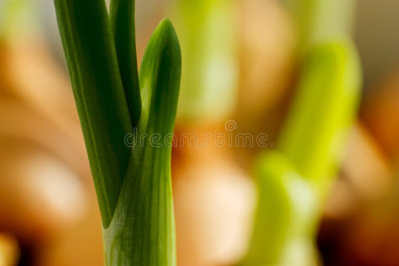 Beautiful Spring Onion Makro Stock Photo - Image of healthy ...