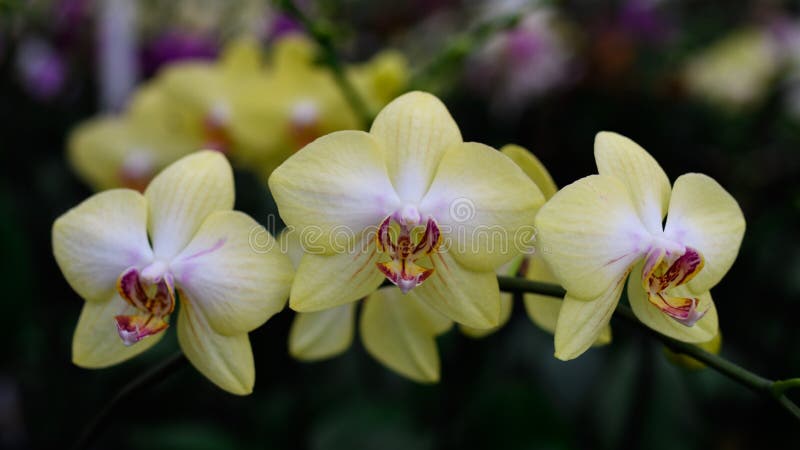 Beautiful Spring Orchids stock photo. Image of three - 114167464