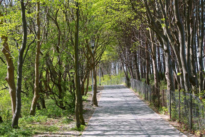 Beautiful spring park stock image. Image of beauty, green - 16446407