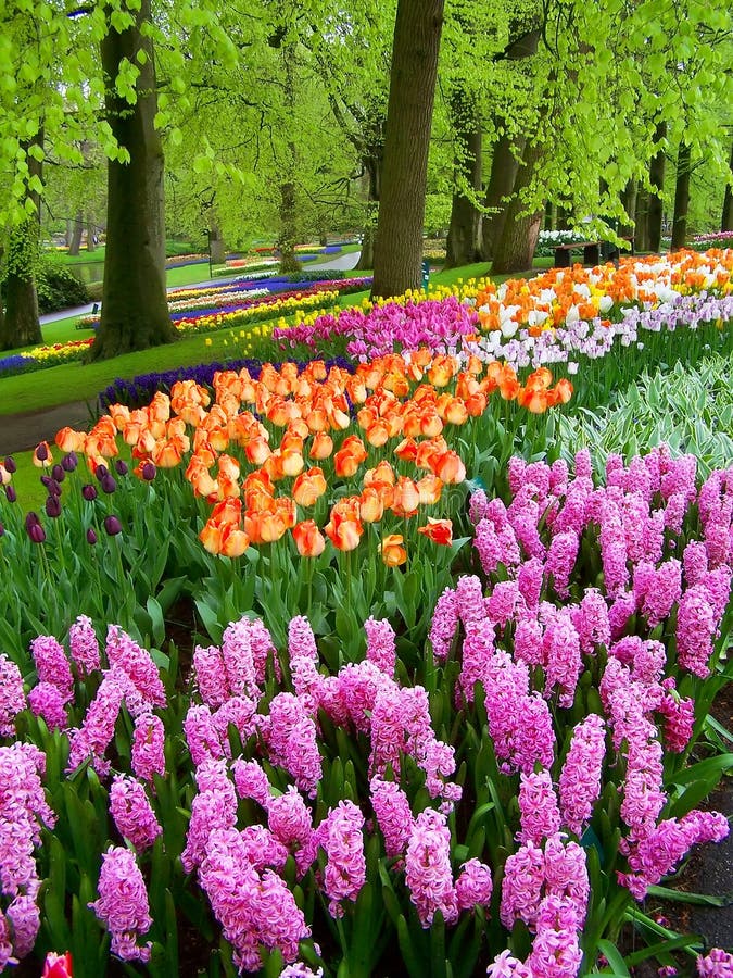 Beautiful Sunny Morning at the Keukenhof Gardens Stock Image - Image of ...