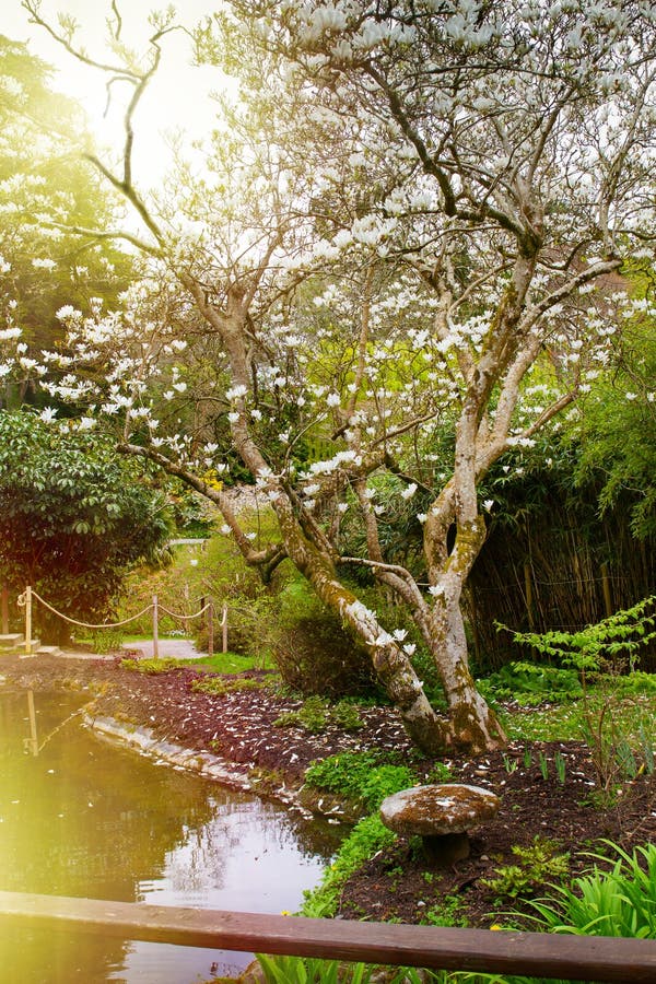 Beautiful Spring Park with Blooming Magnolia Trees beside Pond. Stock ...
