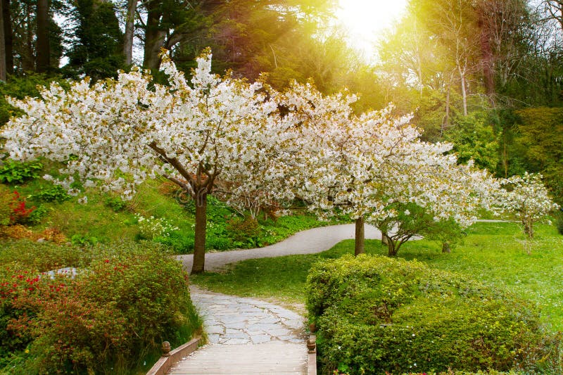 Beautiful Spring Park with Blooming Trees. Stock Image - Image of ...