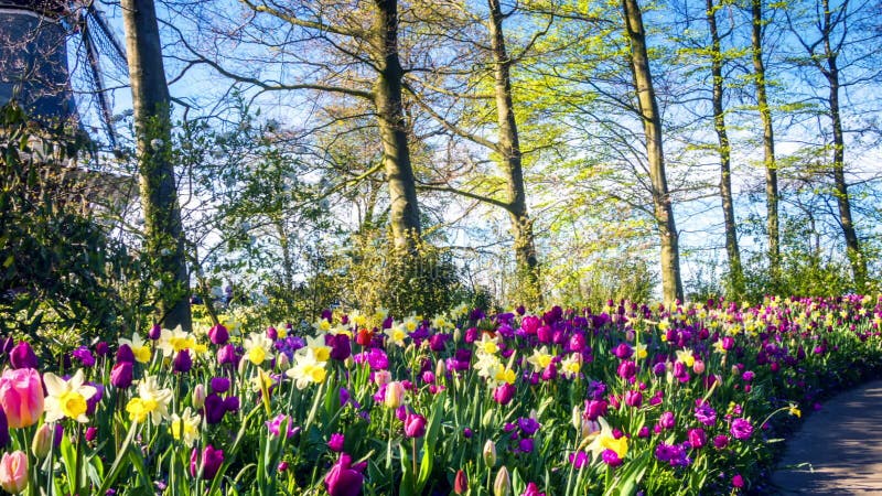 Beautiful Spring Park Covered by Tulips. Panoramic View Stock Footage ...