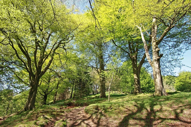 Beautiful Spring garden stock photo. Image of botany - 19390044
