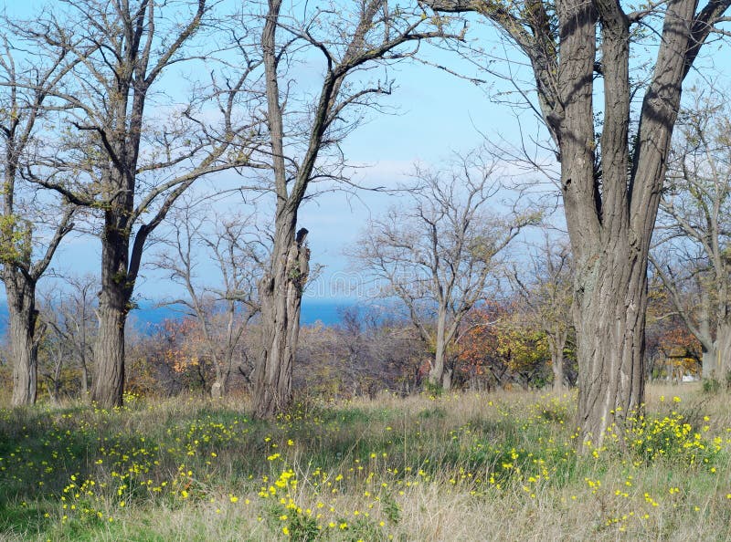 Beautiful Spring Park on the Seashore Stock Image - Image of field ...