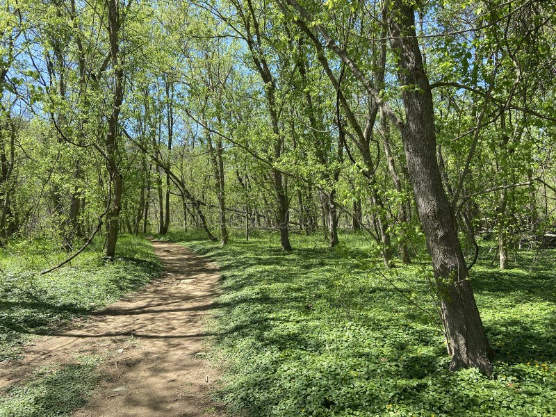 Beautiful Spring Path and Green Foliage during April Stock Photo ...
