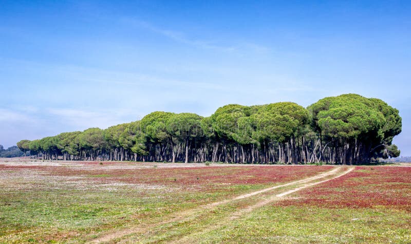 Beautiful Spring Pine Forest Landscape. Environment Conservation ...