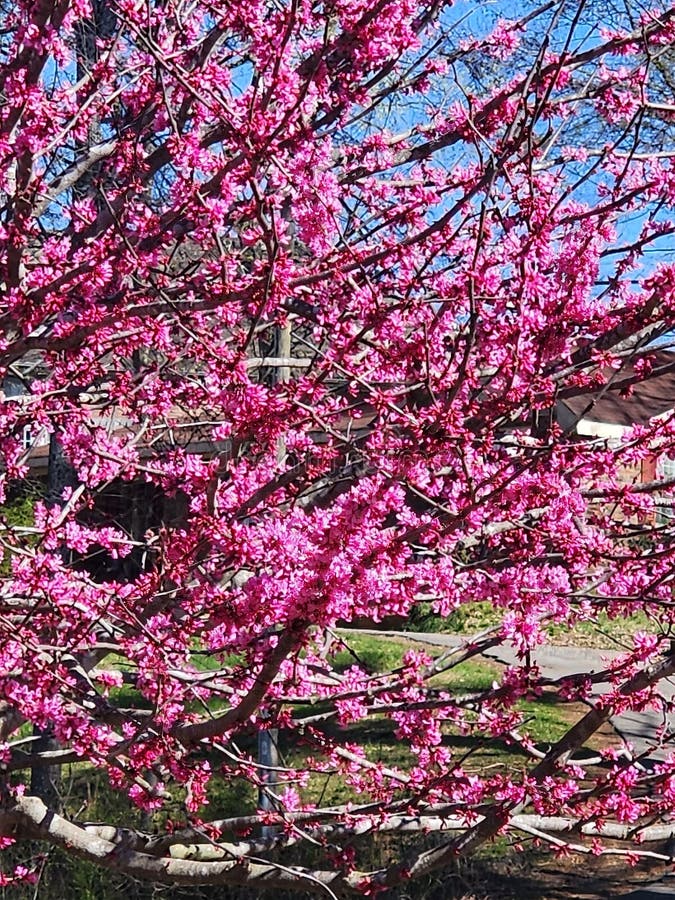 Beautiful Spring Pink Bub Tree Stock Photos - Free & Royalty-Free Stock ...