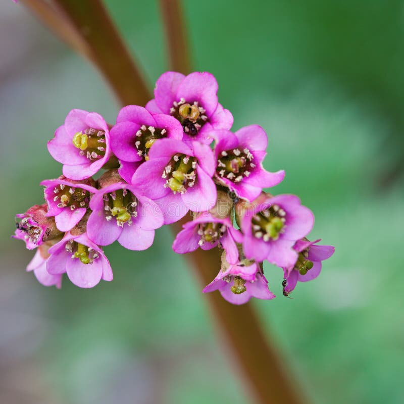 Beautiful Spring Pink Flowers Stock Photo - Image of wild, spring: 64684196