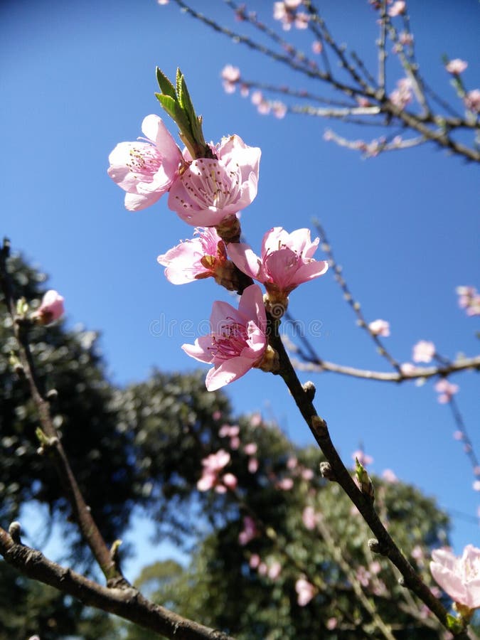Beautiful Spring Pink Flowers with Blue Sky Stock Photo - Image of ...