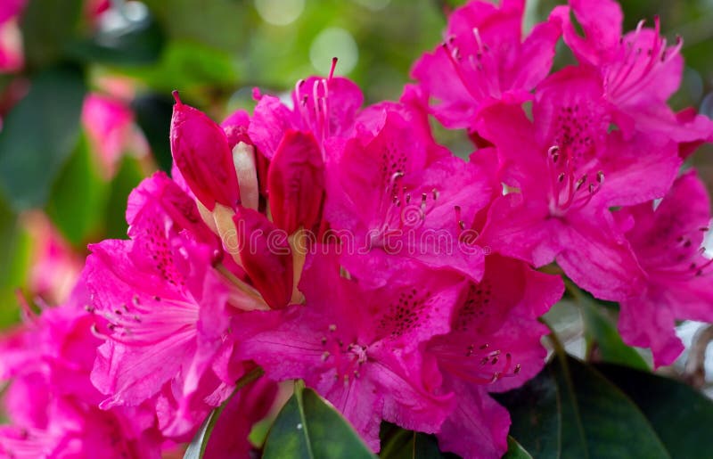 Spring Pink Flowers in the Garden Stock Image - Image of nature ...