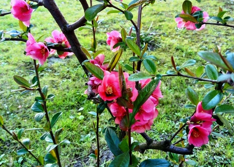 Jatropha Integerrima Flowers Stock Image - Image of flowering, garden ...