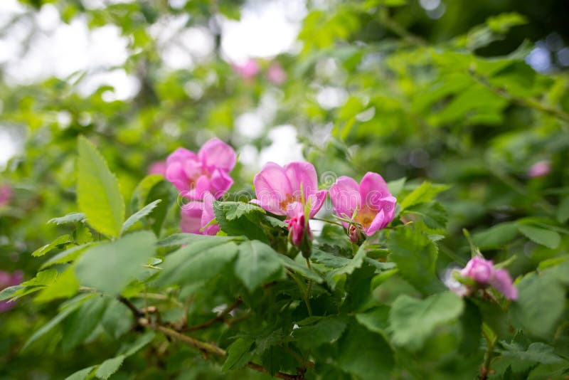 Beautiful Spring Pink Flowers Surrounded by Lush Greenery Stock Image ...